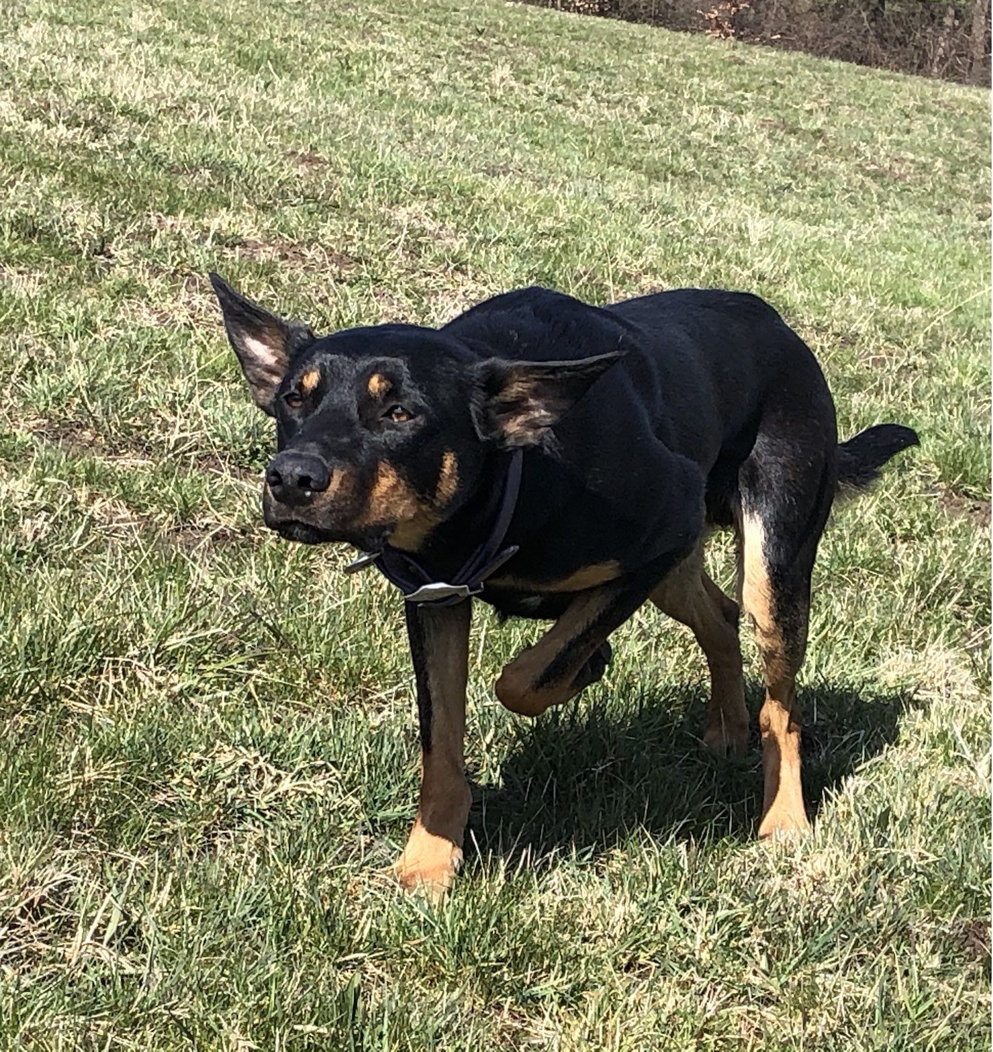 Unsere Kelpies - Richcreek Working Kelpies